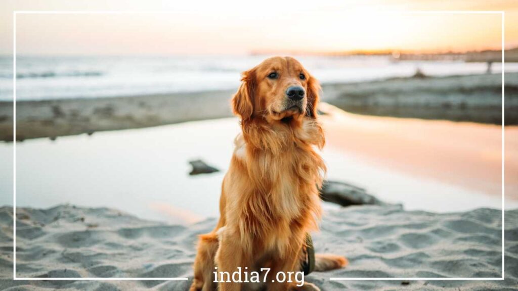 Personality Of Golden Retriever: History, Temperament, and Care Guide